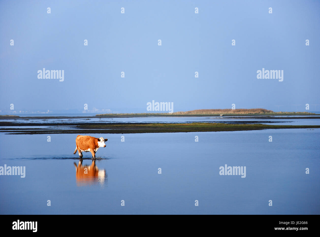 Sunlit cow hi-res stock photography and images - Alamy