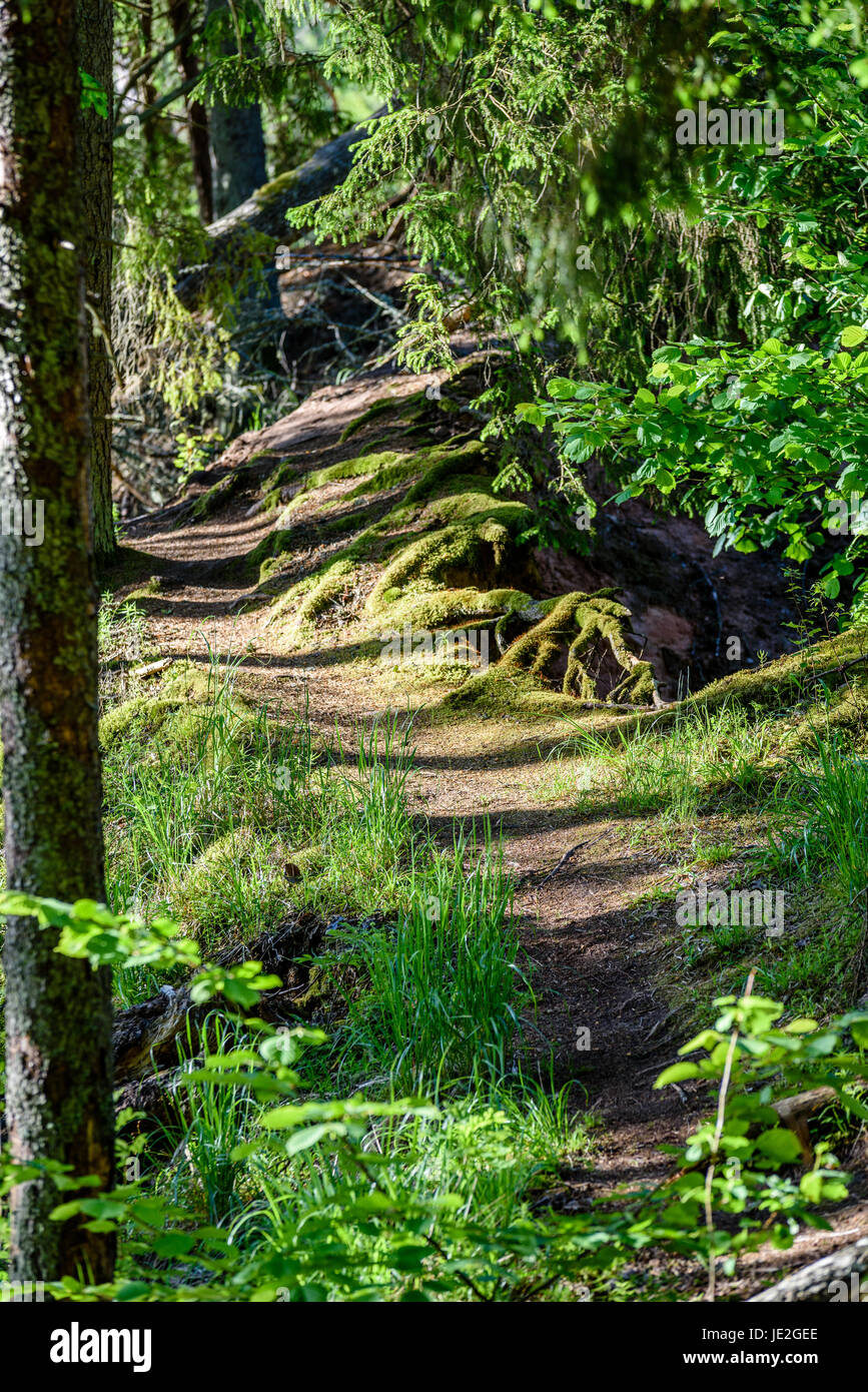 green forest in early summer morning. foliage and isolated background ...