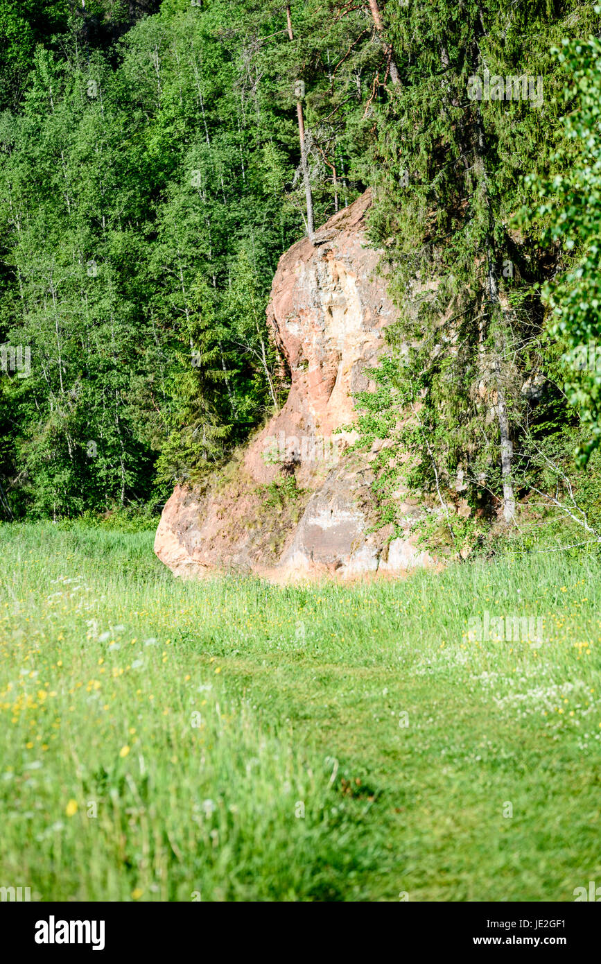 green forest in early summer morning. foliage and isolated background ...