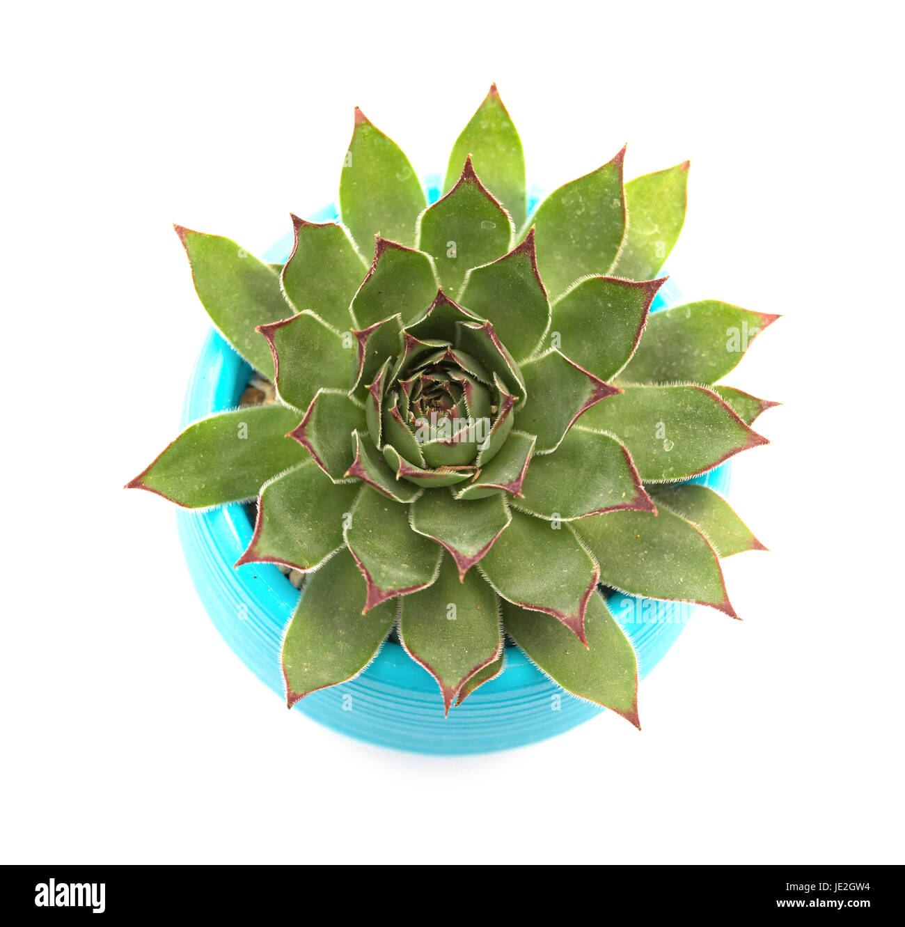 top view pot of green succulent plant on a white background Stock Photo ...