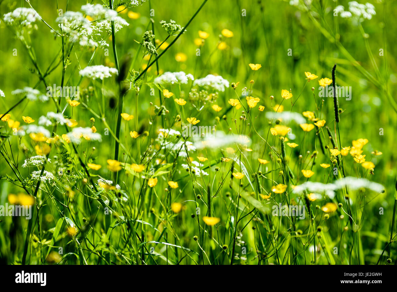 Midsummer Countryside Meadow With Flowers Abstract Close Up Neutral Background White And