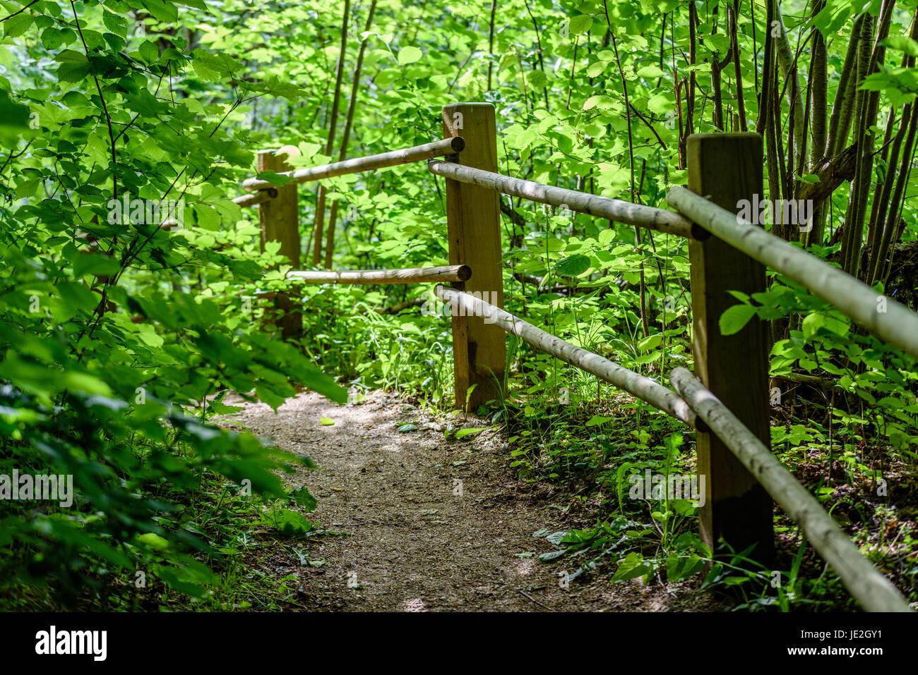 wooden footbridge in the forest in the countryside surrounded by green ...
