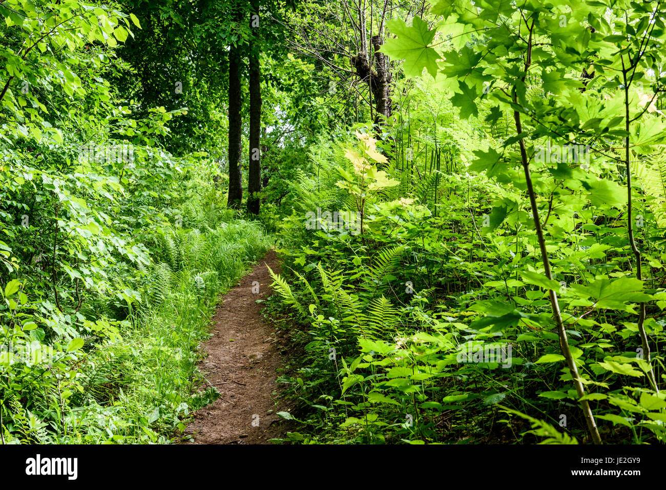green forest in early summer morning. foliage and isolated background ...