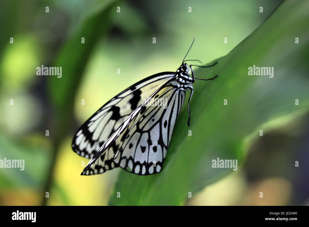 Zebra nymph hi-res stock photography and images - Alamy