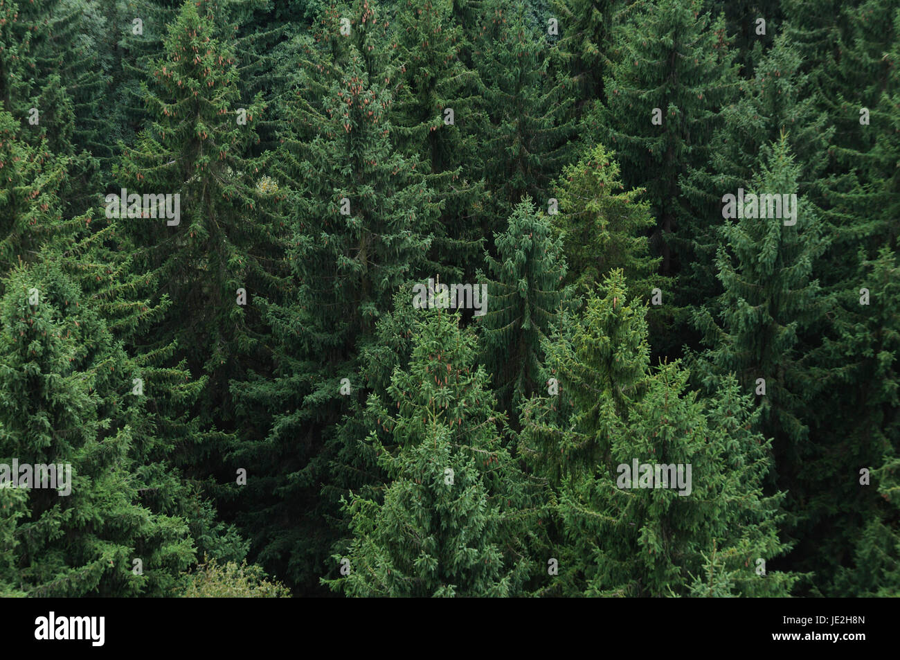 Nadelwald in Deutschland, Sachsen Stock Photo - Alamy