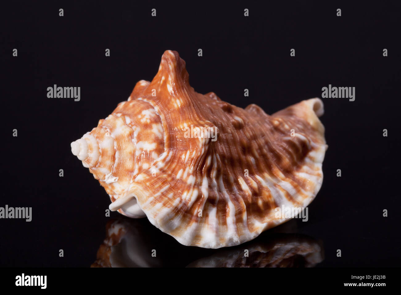 single seashell isolated on black background Stock Photo - Alamy