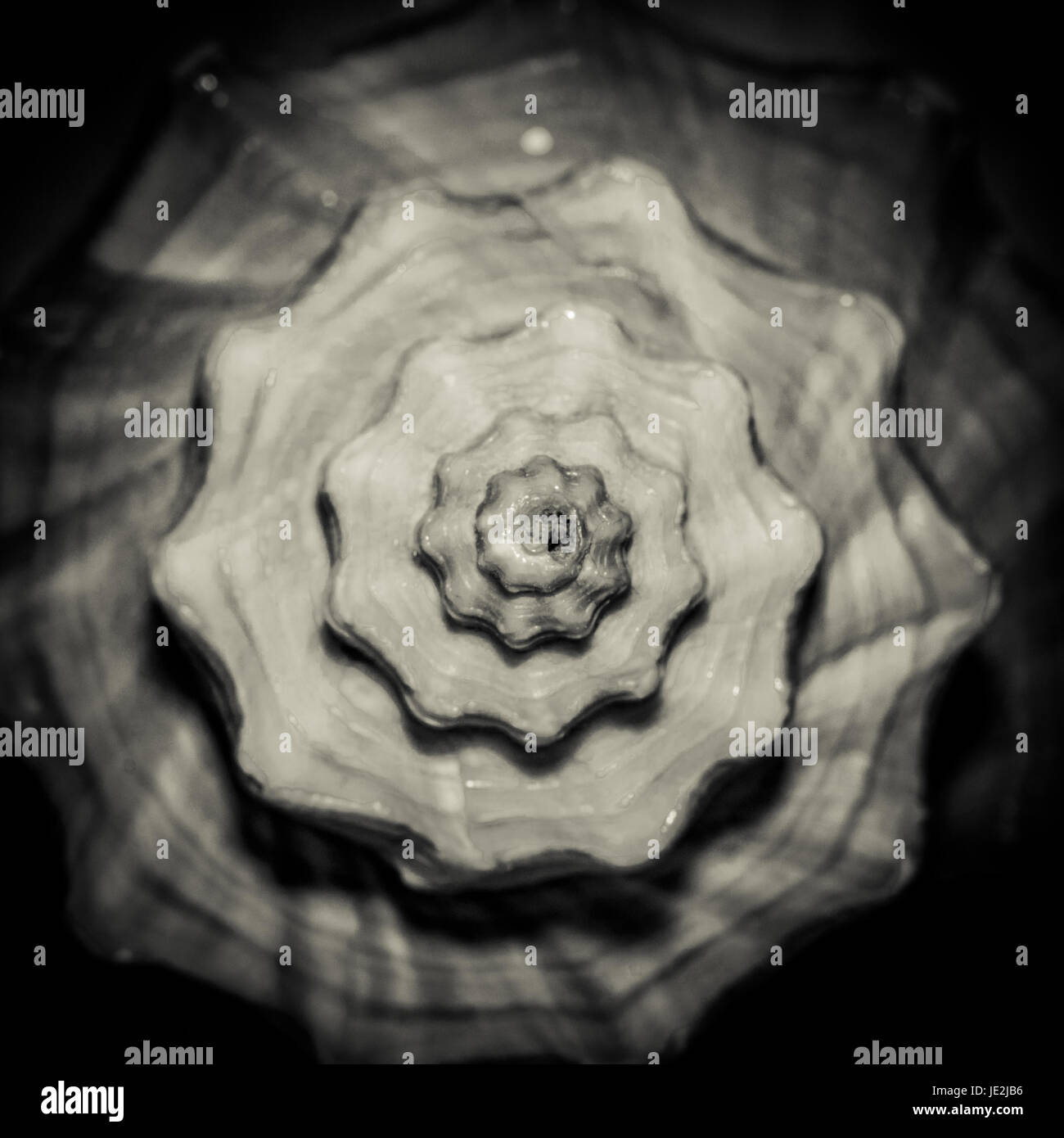 Sea snail spiral shell hi-res stock photography and images - Alamy