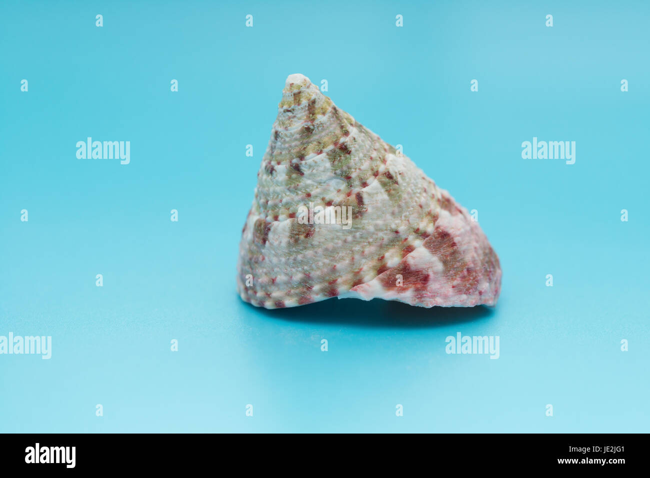 Calliostoma hi-res stock photography and images - Alamy
