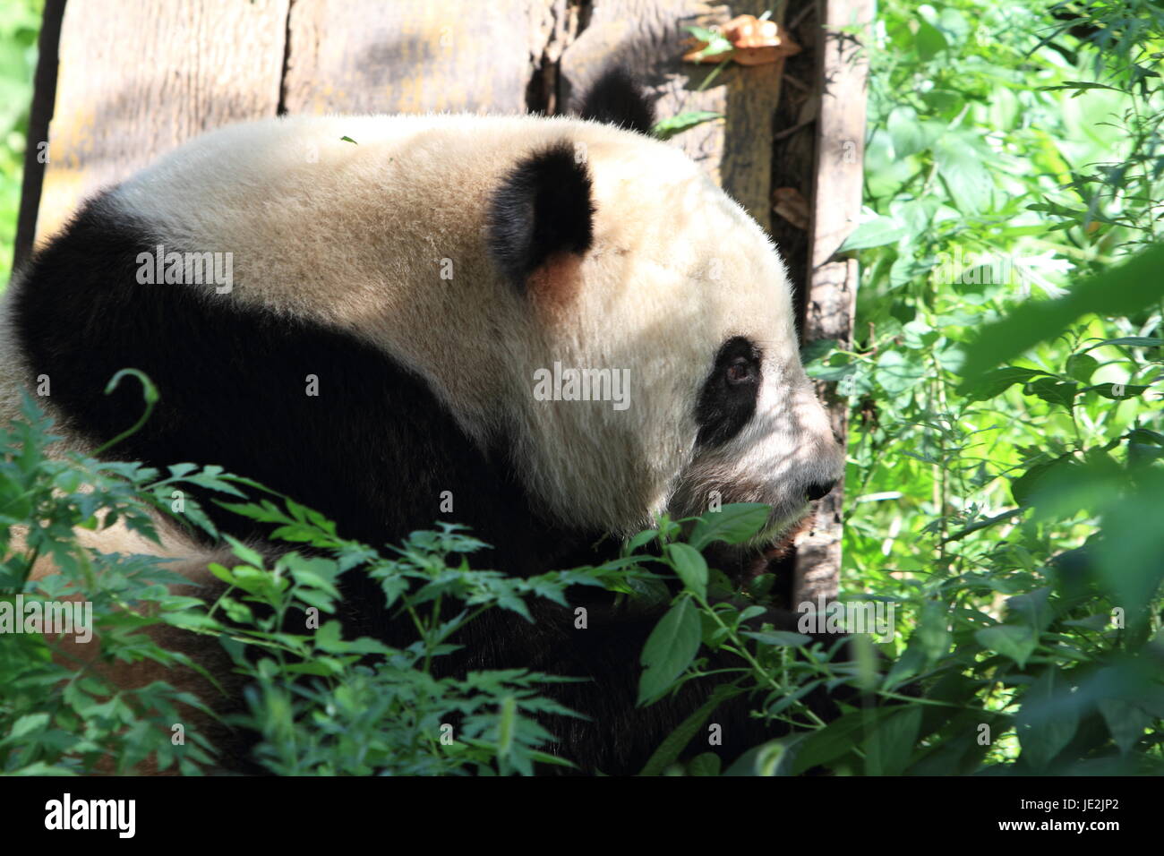 Grosser pandabar hi-res stock photography and images - Alamy