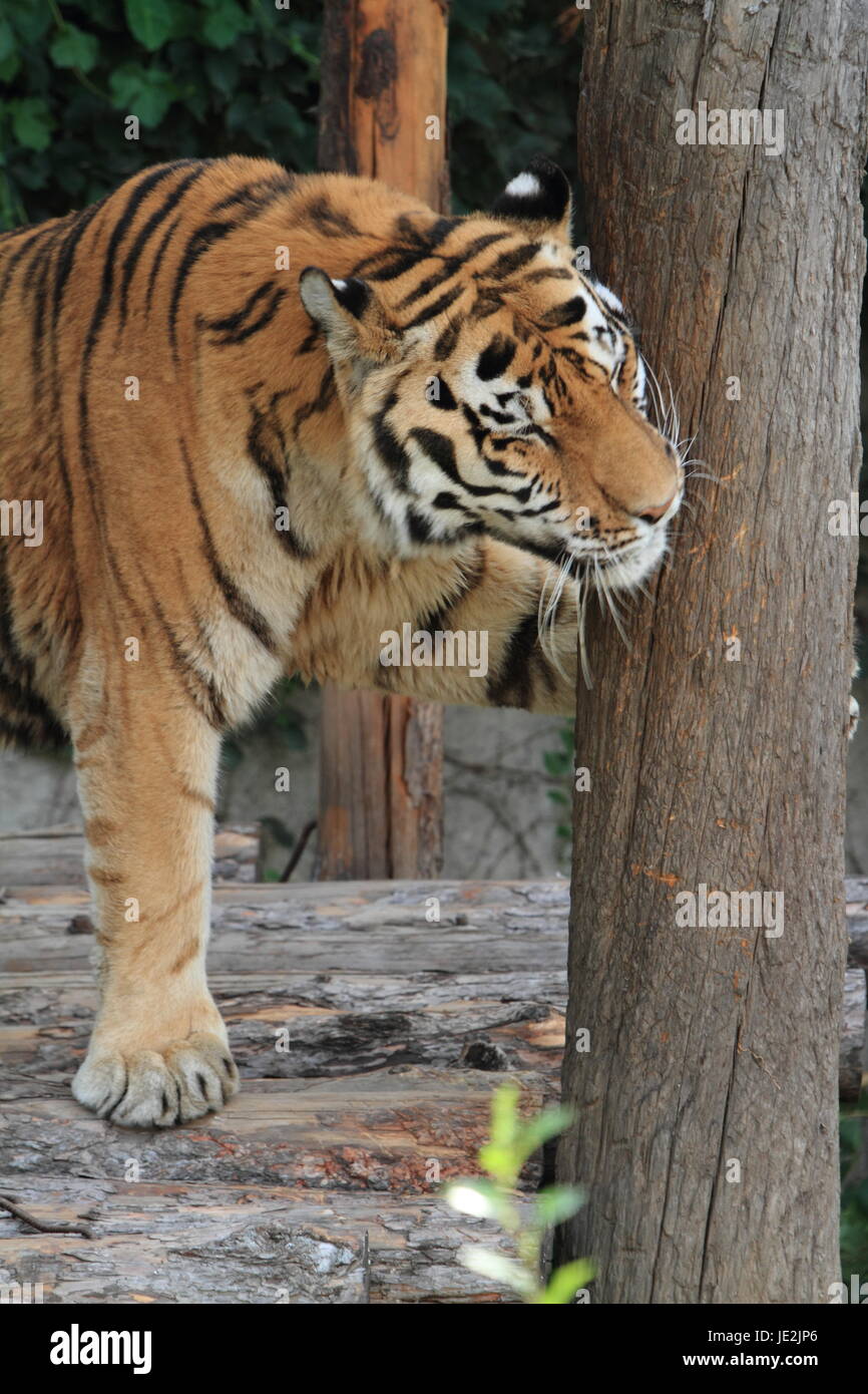 tiger in china Stock Photo - Alamy
