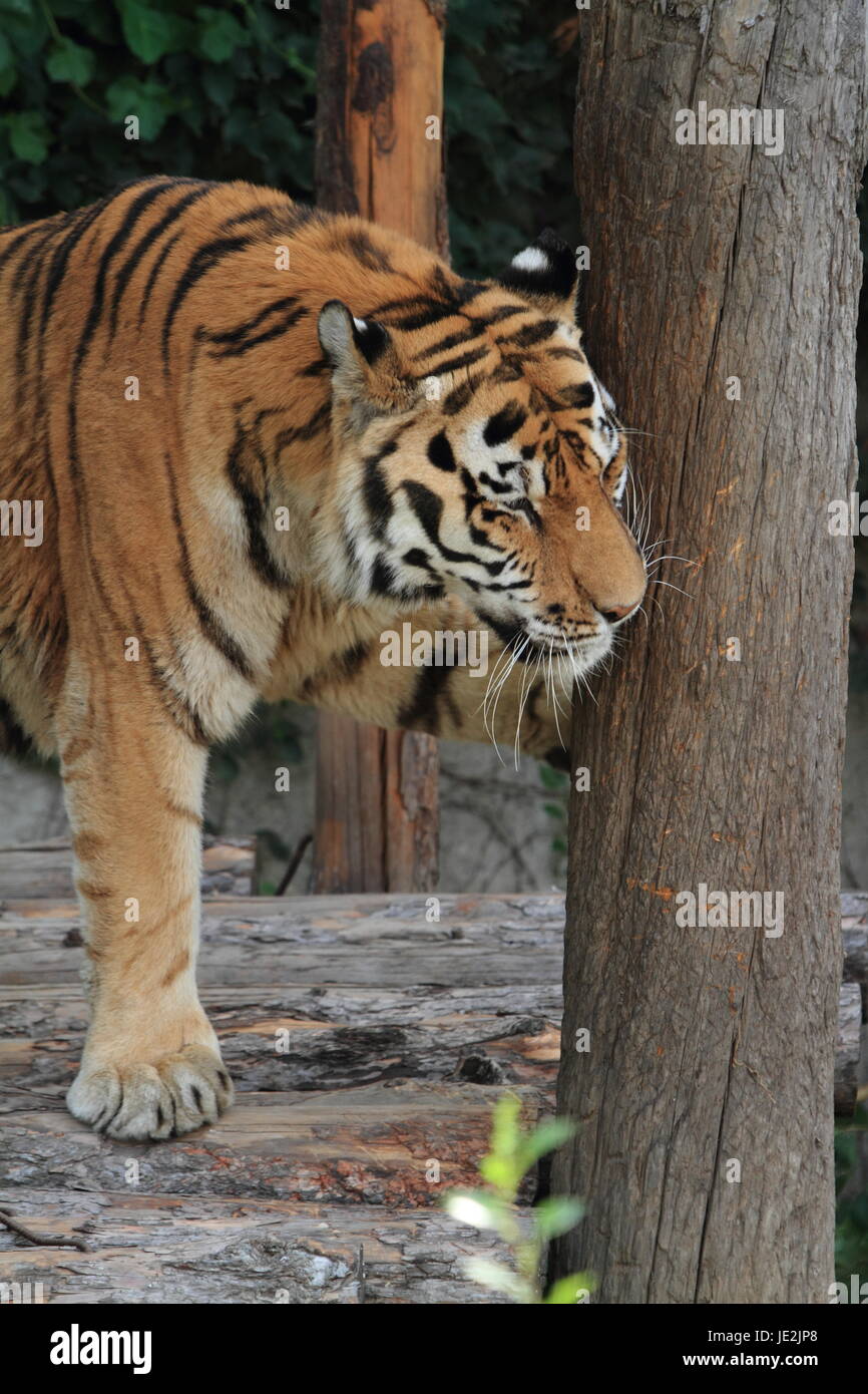 tiger in china Stock Photo - Alamy