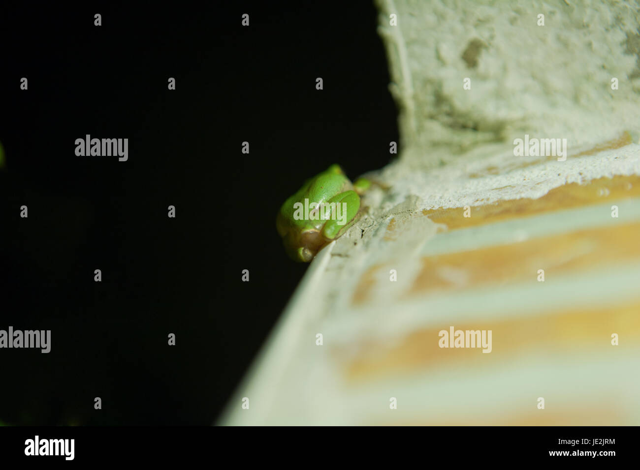 Frog climbing wall hi-res stock photography and images - Alamy