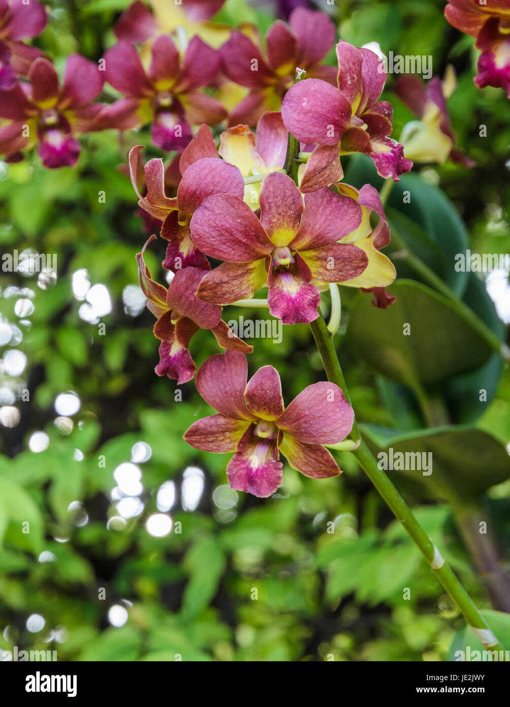 Red Dendrobium orchid flower in the garden Stock Photo - Alamy