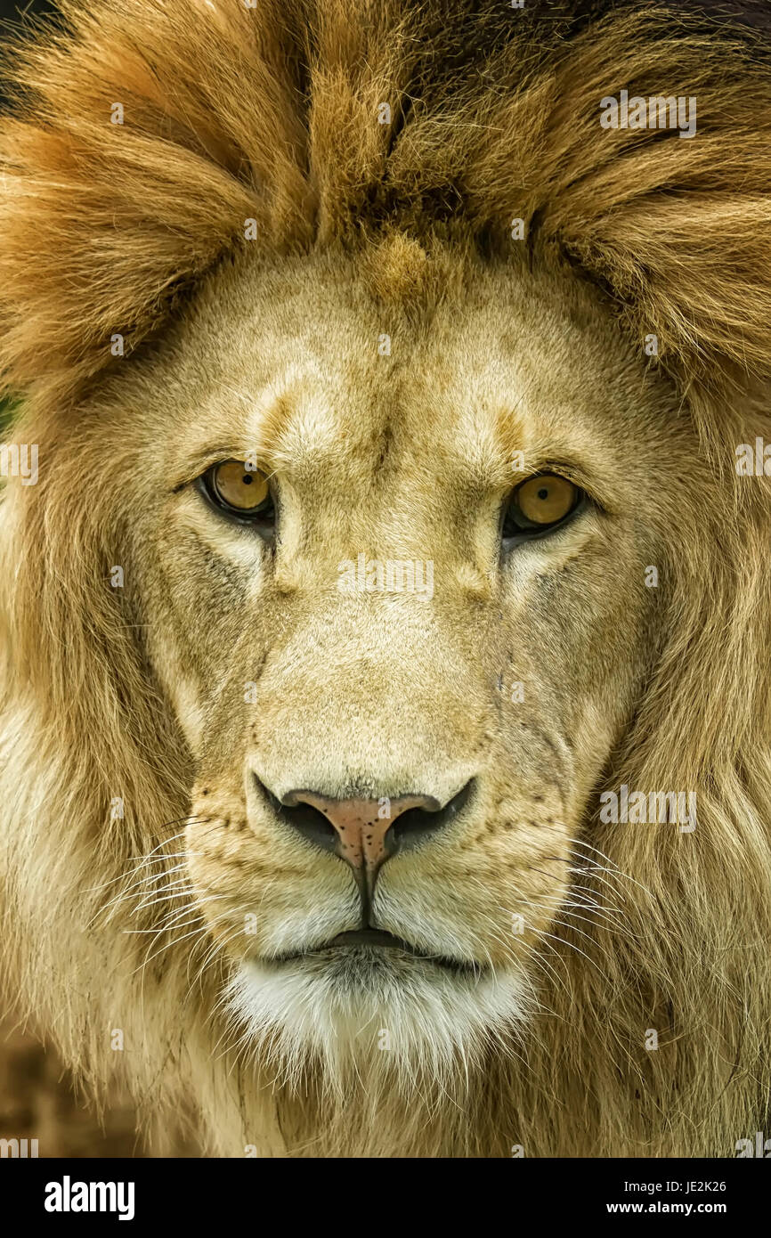 Closeup view of the head of a lion Stock Photo - Alamy