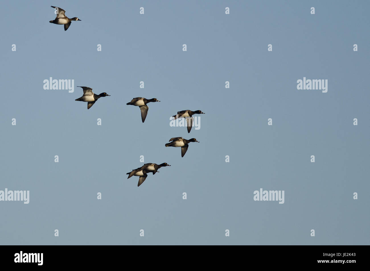 Ring necked duck group hi-res stock photography and images - Alamy