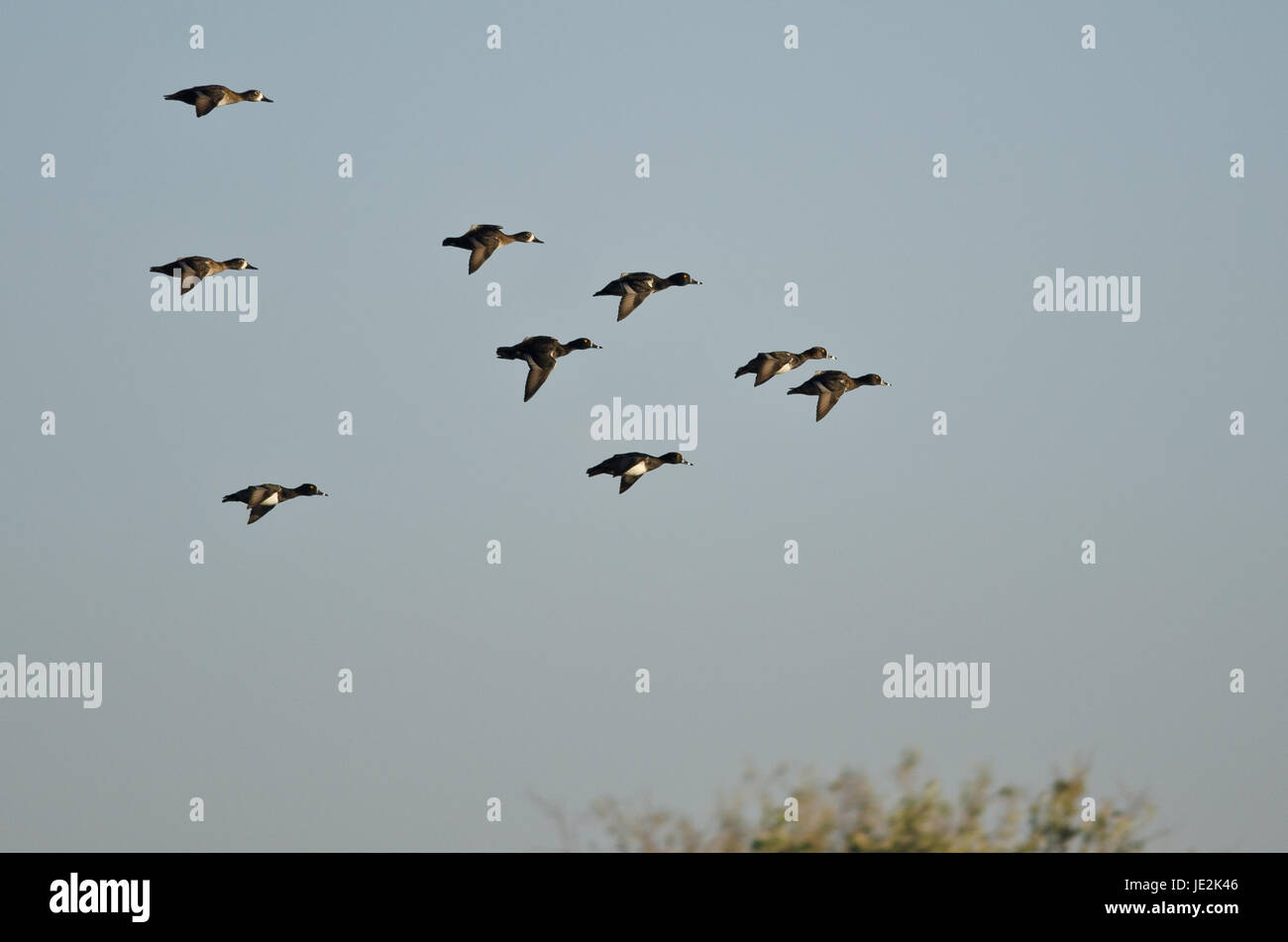 Flock of Ring-Necked Ducks Flying in a Blue Sky Stock Photo - Alamy