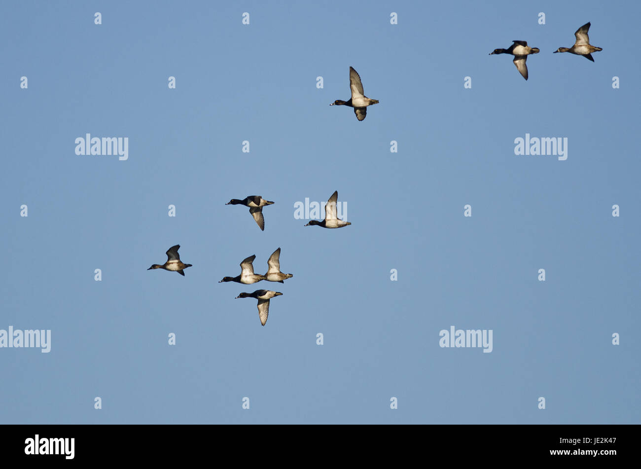 Flock of Ring-Necked Ducks Flying in a Blue Sky Stock Photo - Alamy