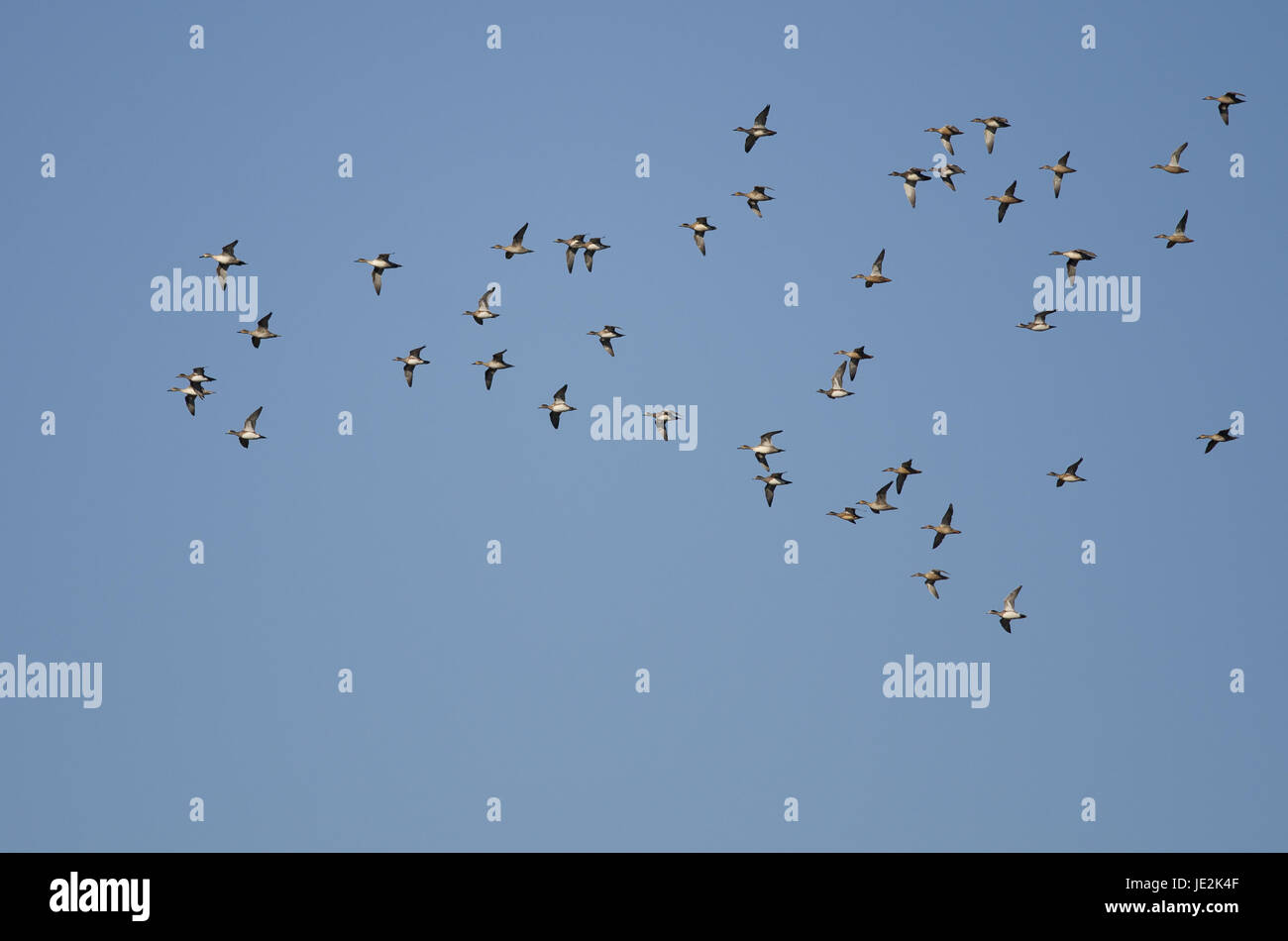 American wigeon flock hi-res stock photography and images - Alamy