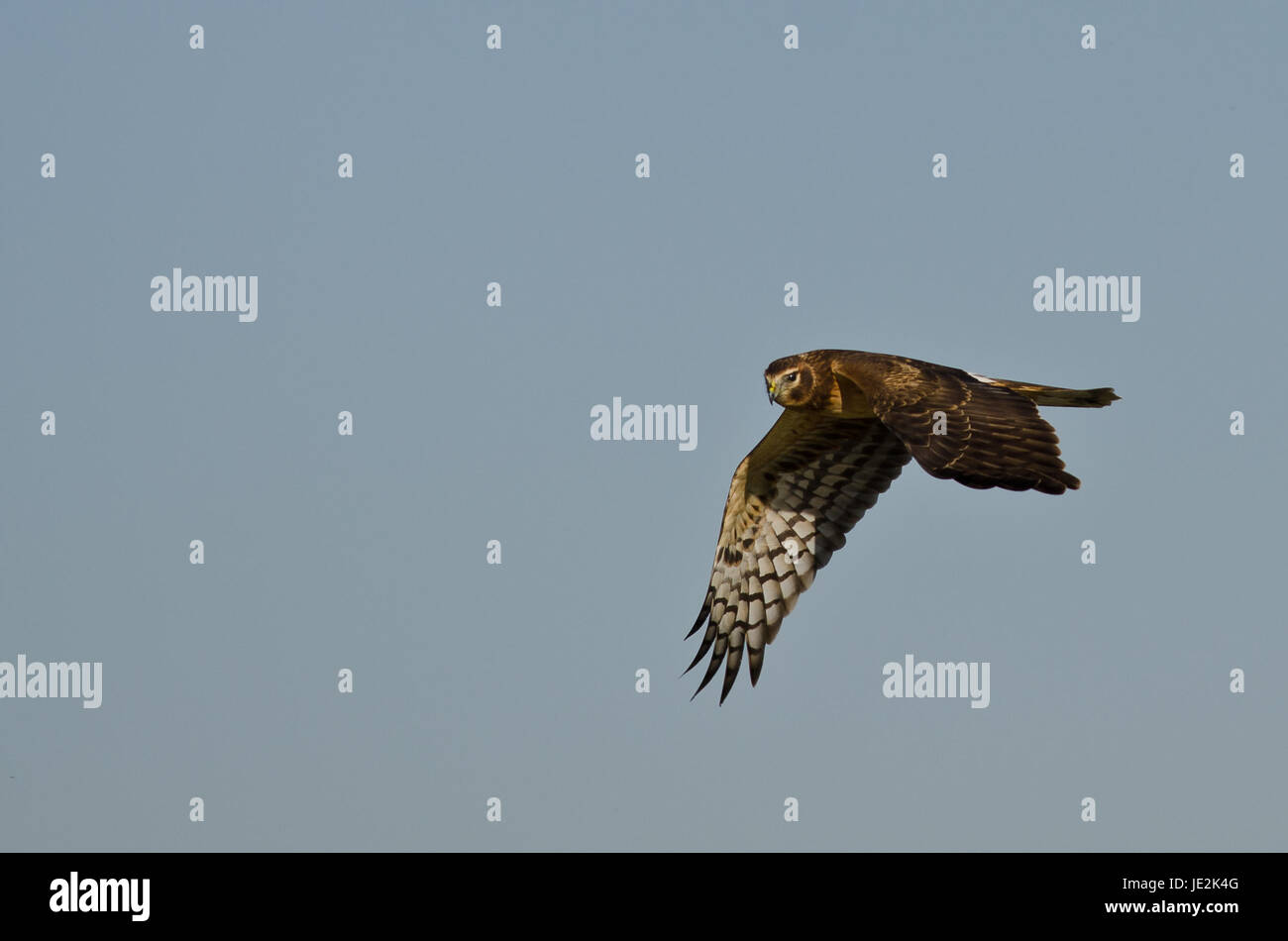 Northern Harrier Hunting on the Wing Stock Photo - Alamy