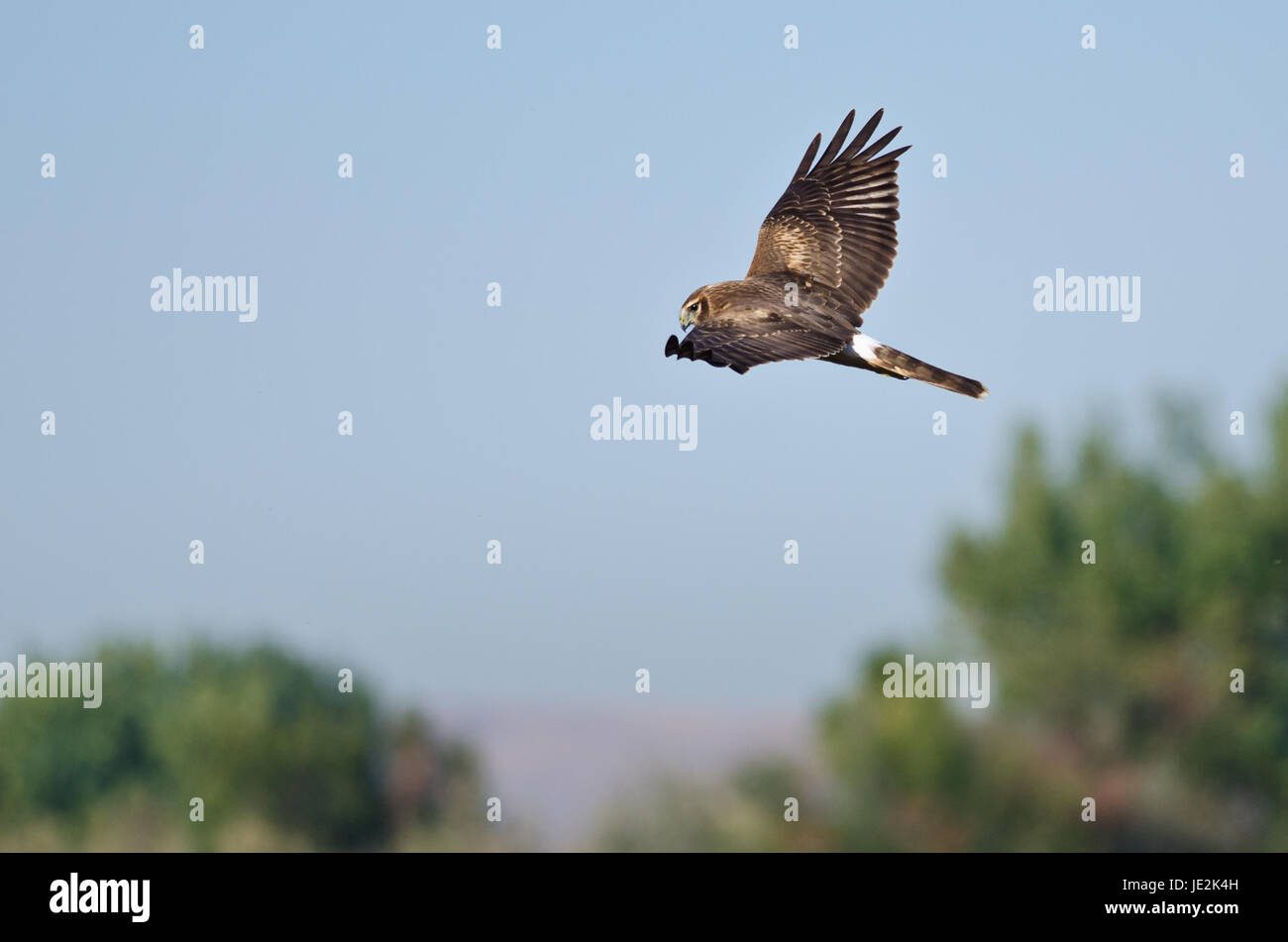 Northern Harrier Hunting on the Wing Stock Photo - Alamy