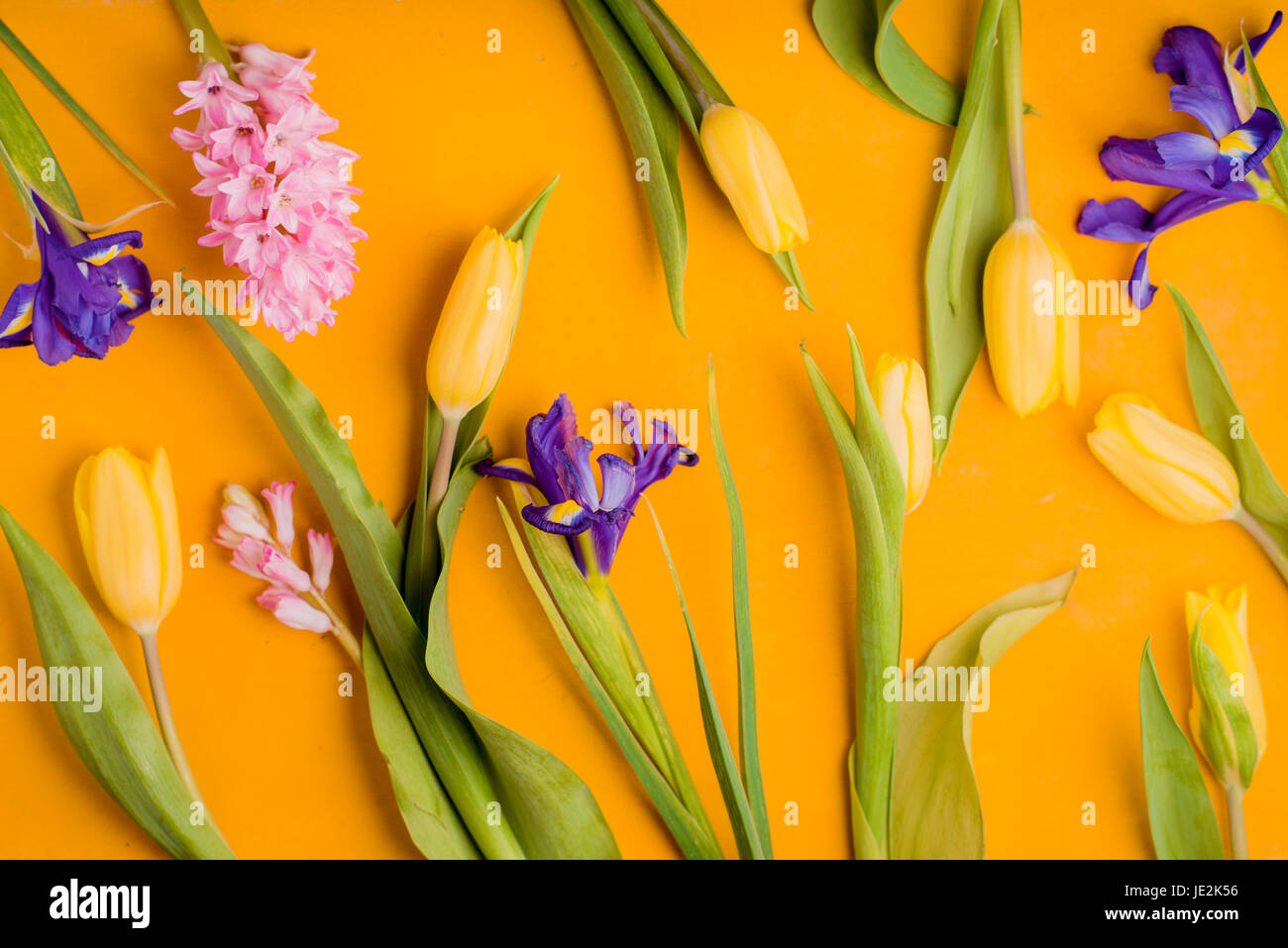 Tulip, hyacinth and iris on the yellow background top view Stock Photo ...