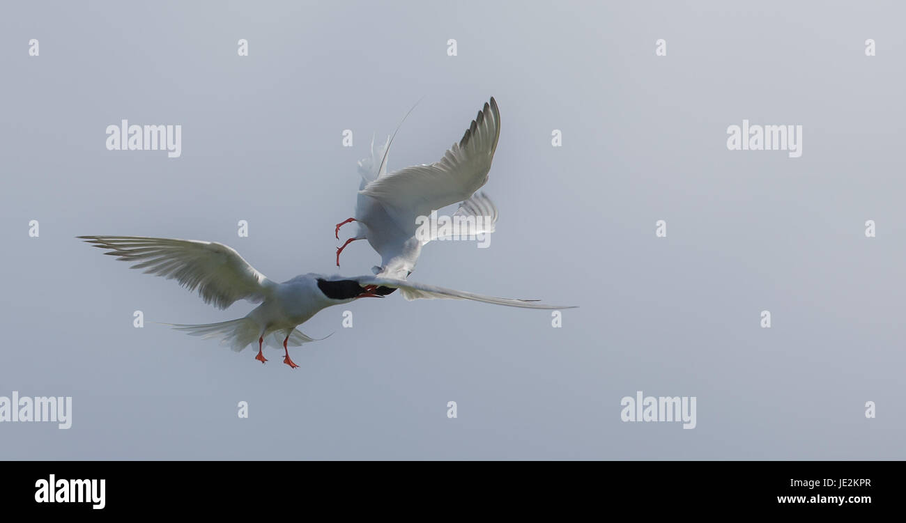 Mid air fighting hi-res stock photography and images - Alamy