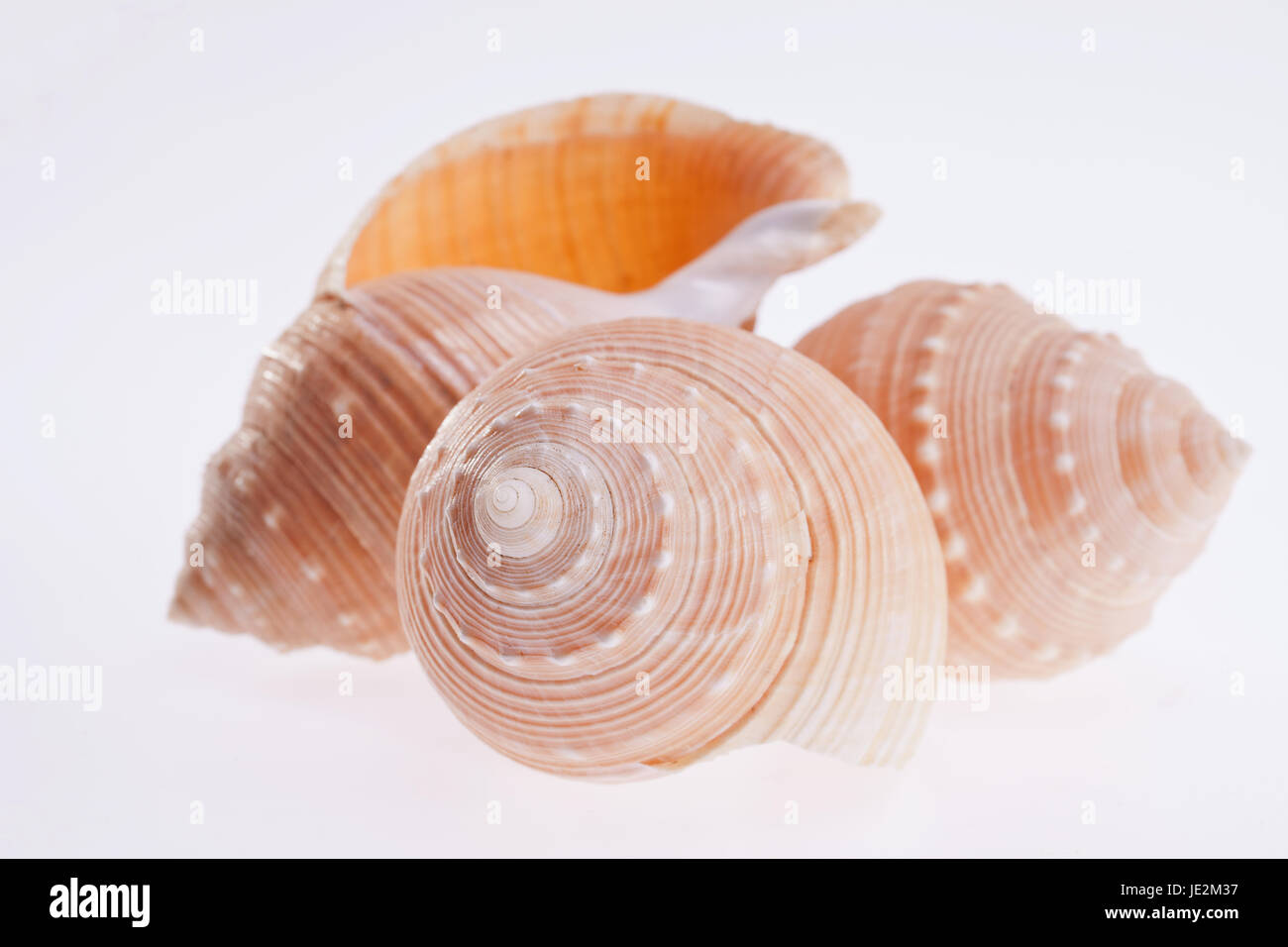 some of sea shells isolated on white background close up Stock Photo ...