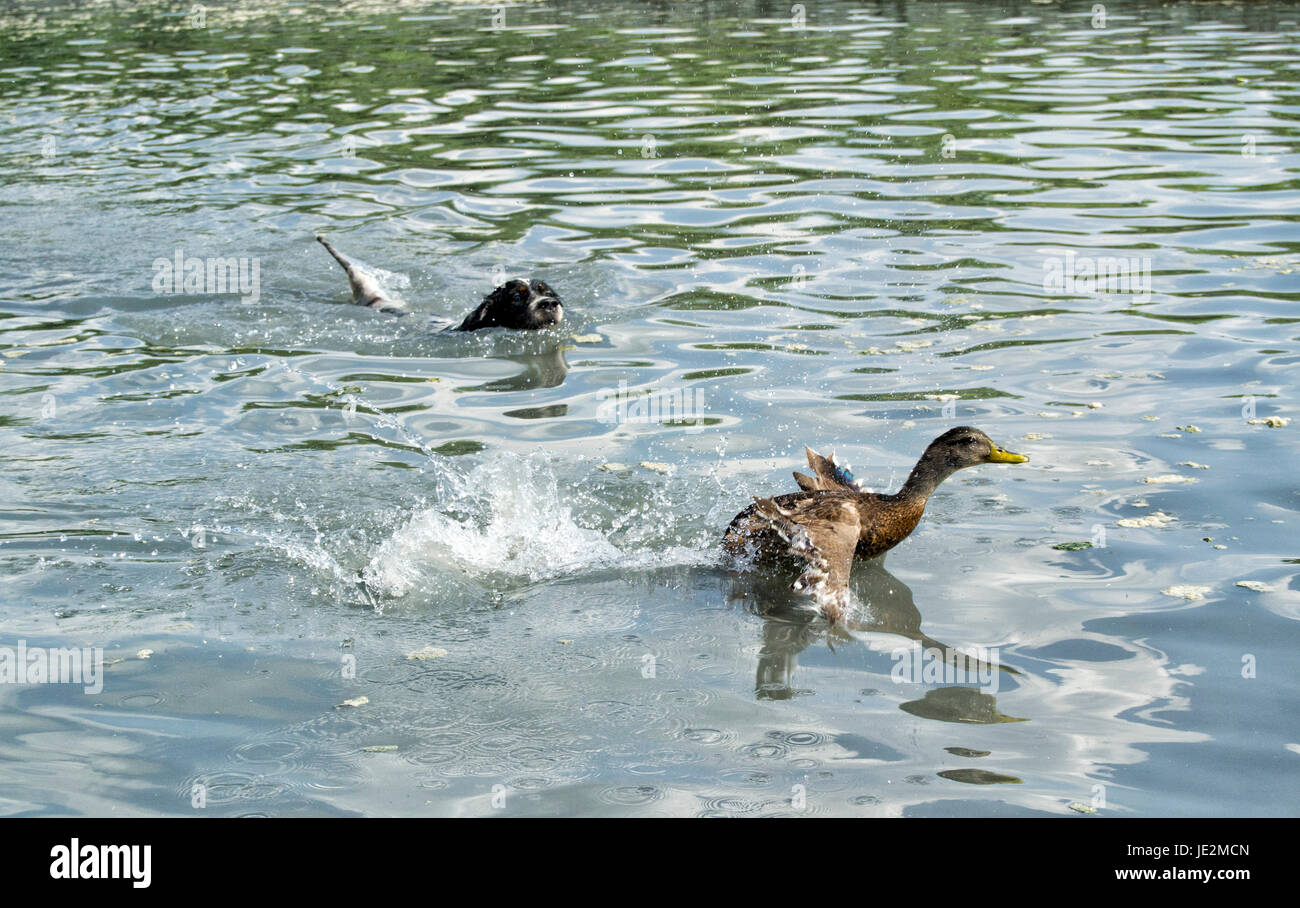 Dog chasing bird hi-res stock photography and images - Alamy