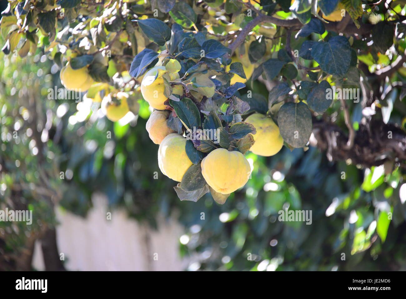 Portuguese quince hi-res stock photography and images - Alamy