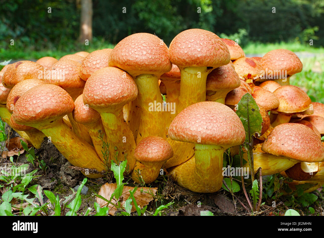 Forest nameko hi-res stock photography and images - Alamy