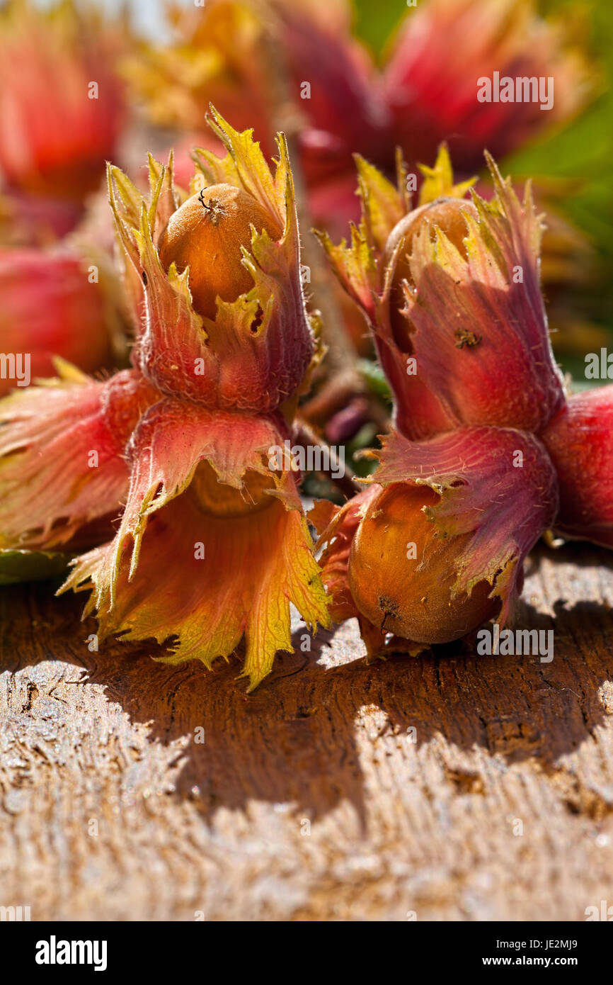 Corylus red zellernuss hi-res stock photography and images - Alamy