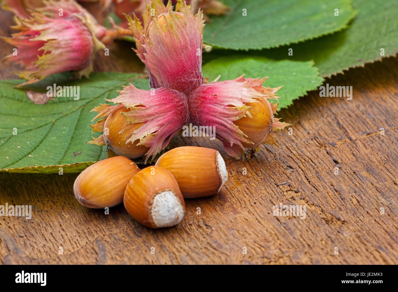 Corylus red zellernuss hi-res stock photography and images - Alamy