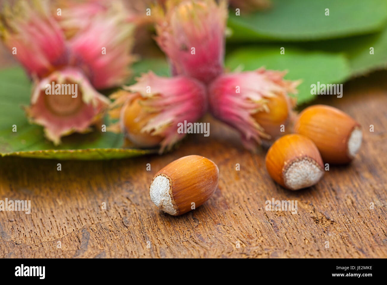 Macro of natural Hazelnut fruits and leaves from the tree on old wooden ...