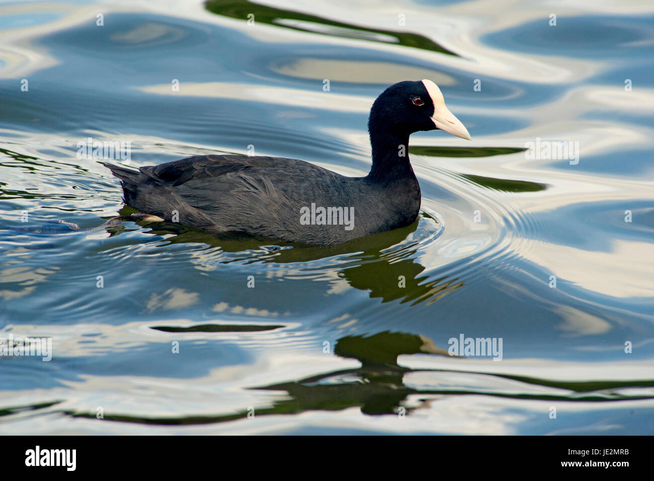 Hawaiian Coot Fulica Alai Stock Photos & Hawaiian Coot Fulica Alai ...