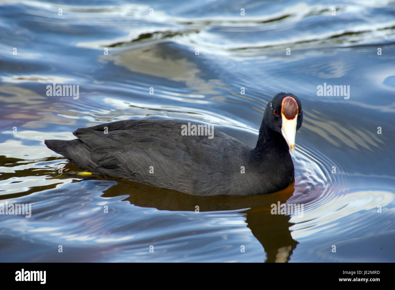Hawaiian coot (Fulica alai) birds in a pond in Ho'omaluhia Botanical ...