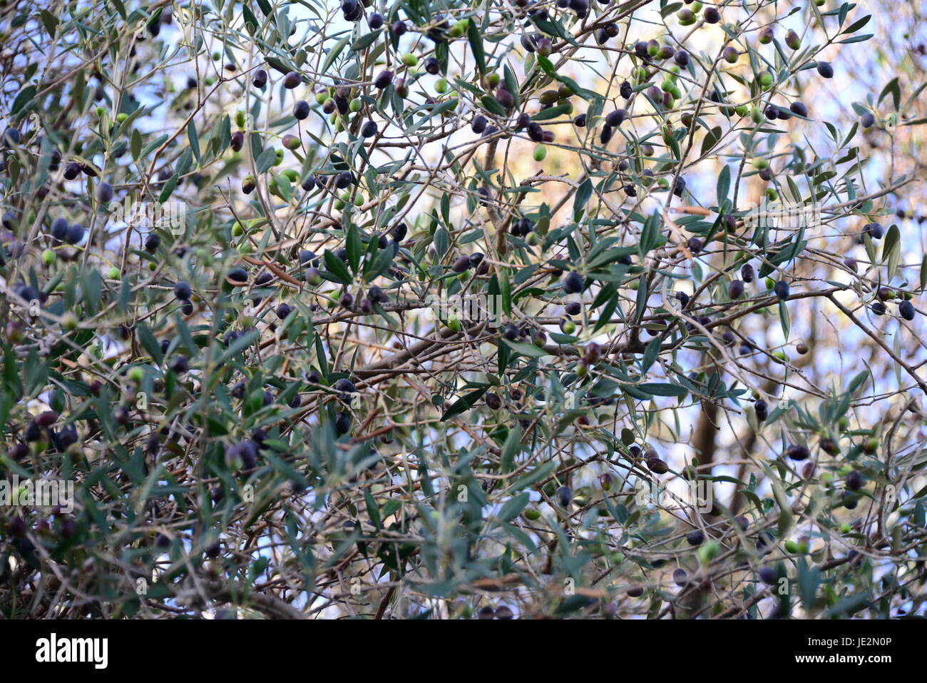 olive - olive tree at - majorca - spain Stock Photo - Alamy