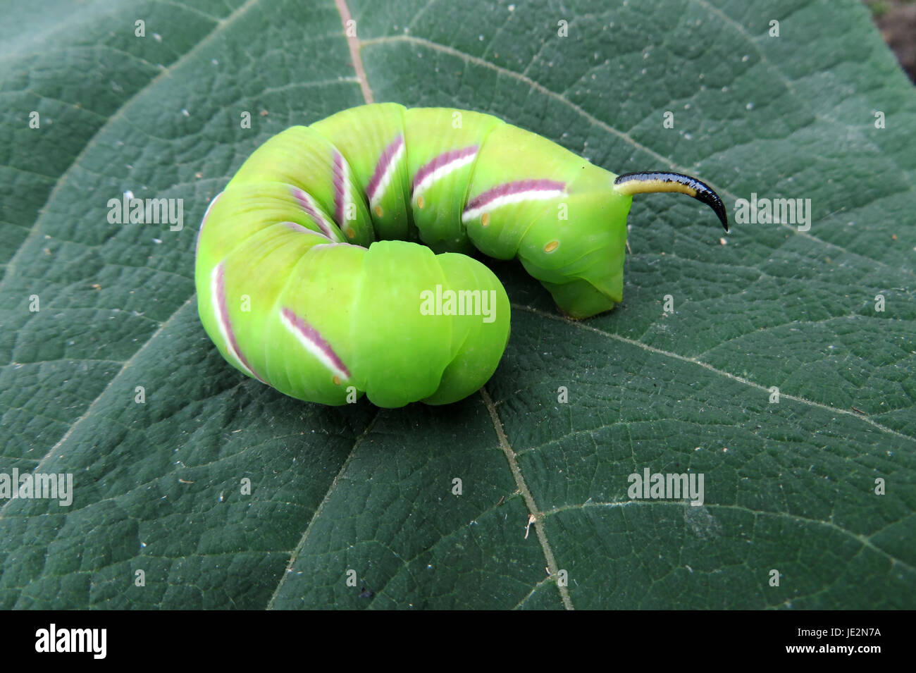 sphinx ligustri - sphinx ligustri Stock Photo - Alamy