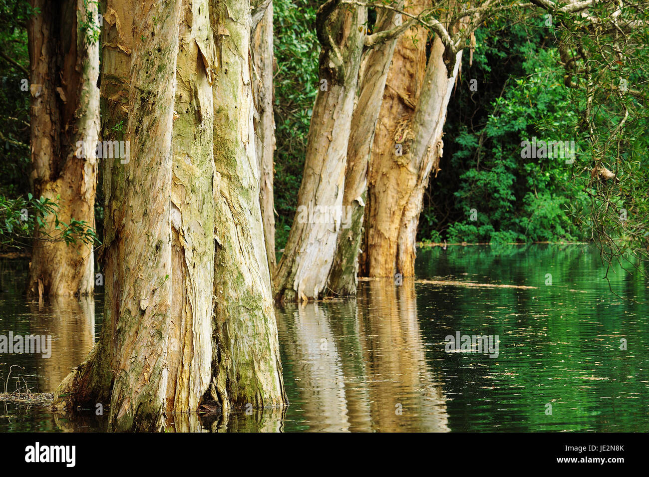 tree in water Stock Photo - Alamy