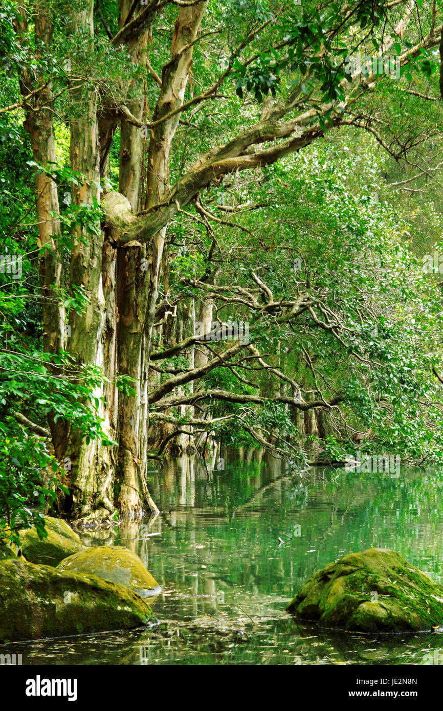 tree in water Stock Photo - Alamy