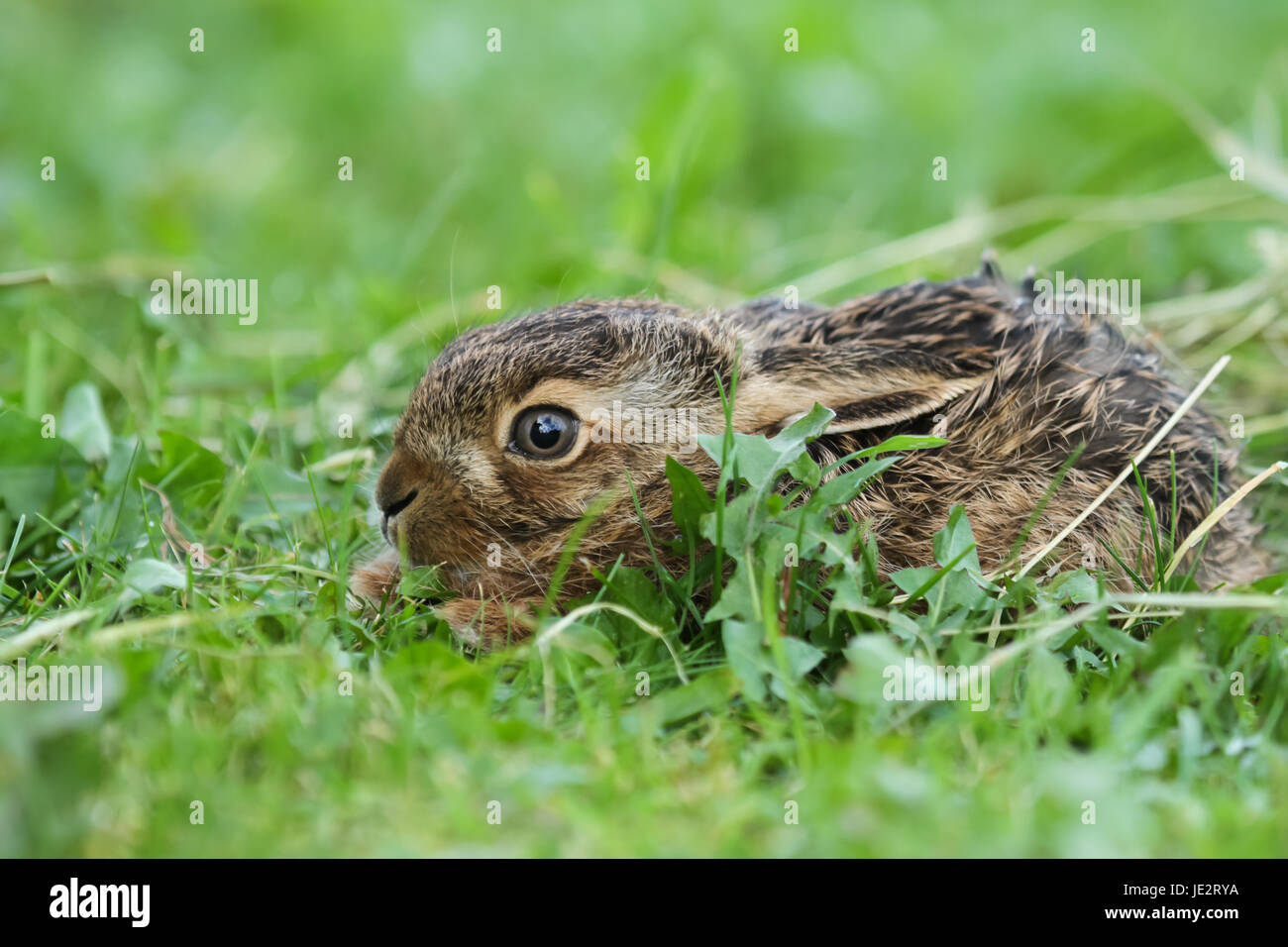 Young field hare Stock Photo - Alamy