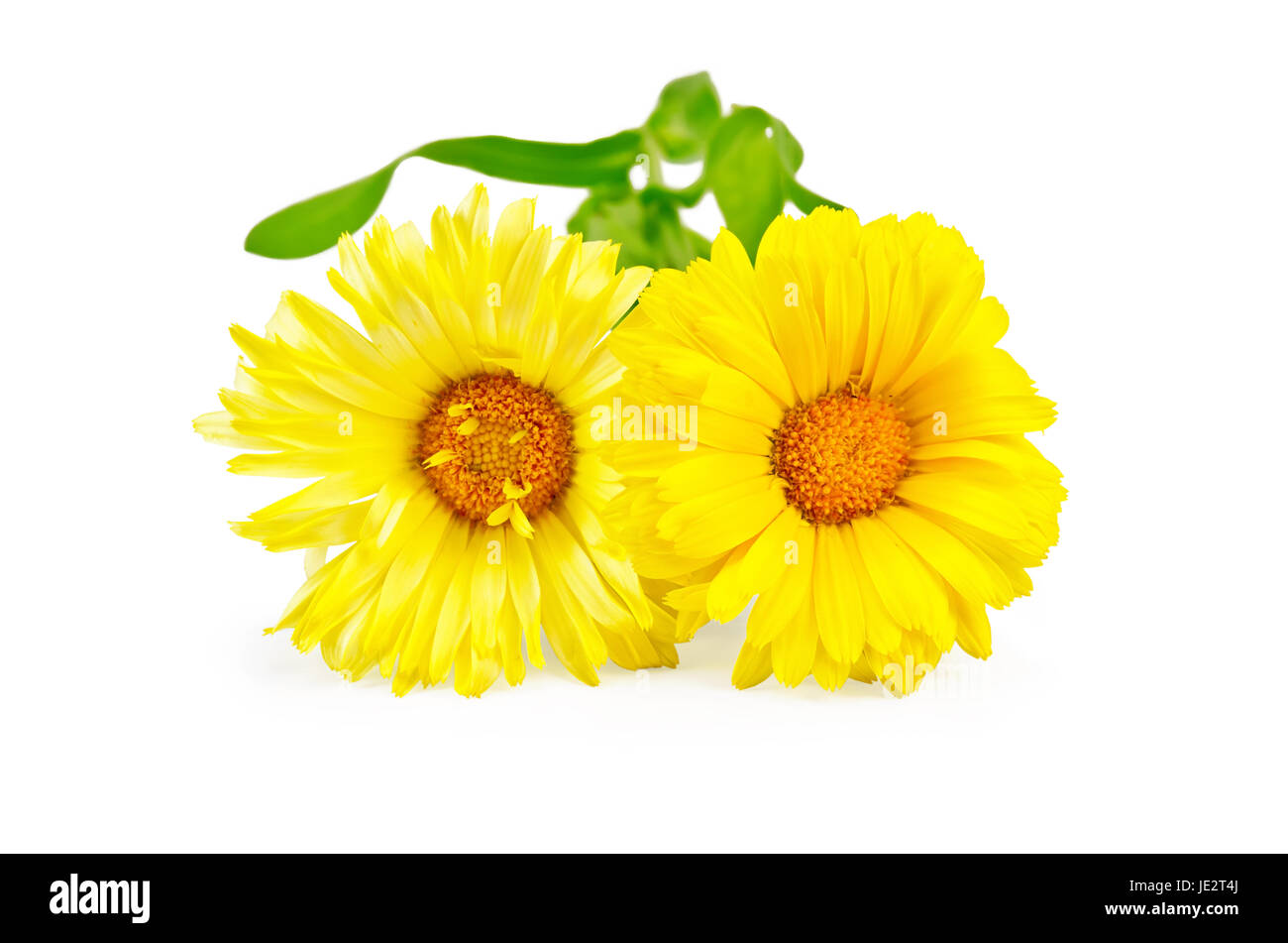Two yellow calendula with green leaves isolated on white background ...