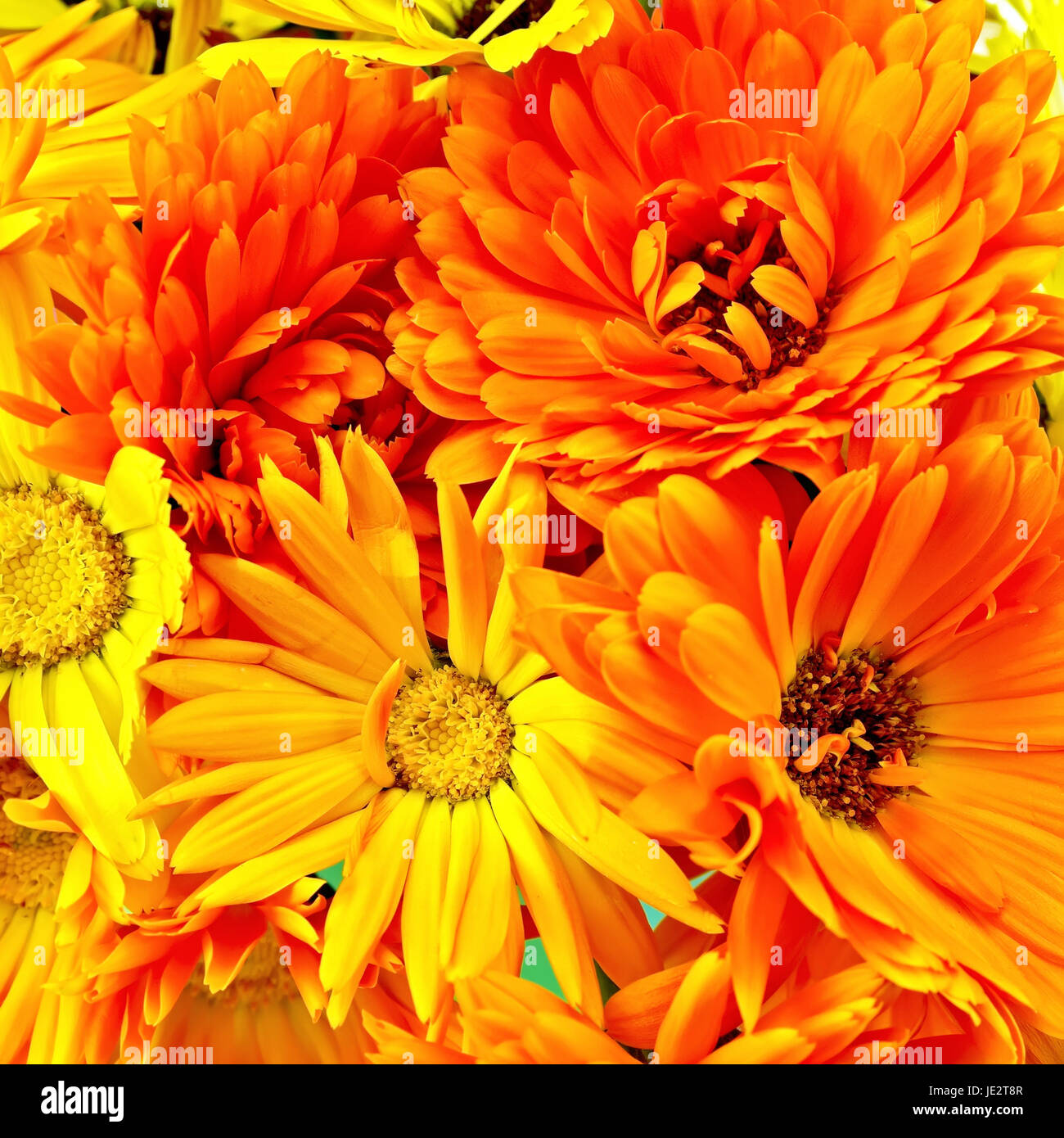 Texture of yellow and orange flowers of calendula Stock Photo - Alamy