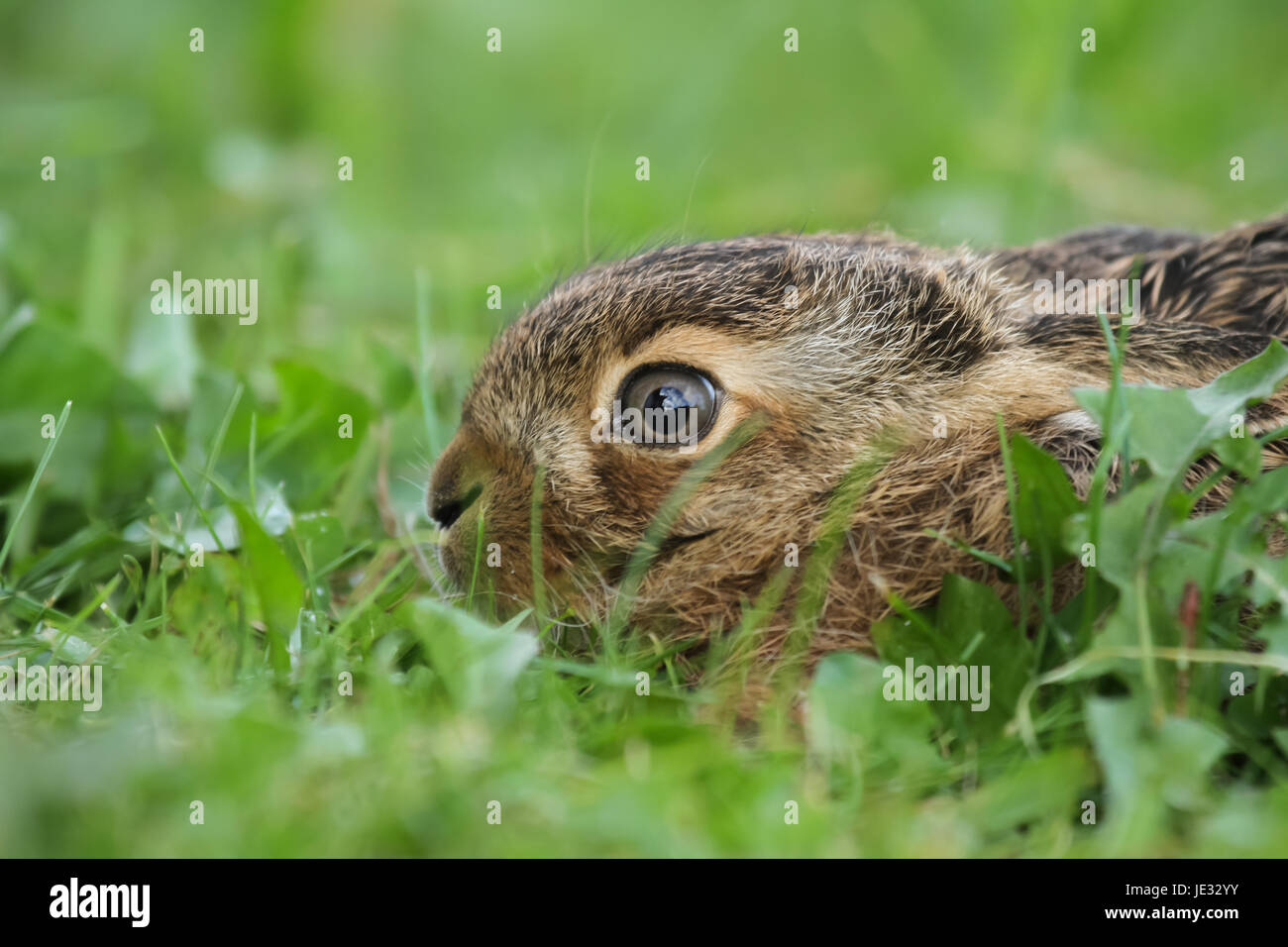 young animal escape Stock Photo - Alamy