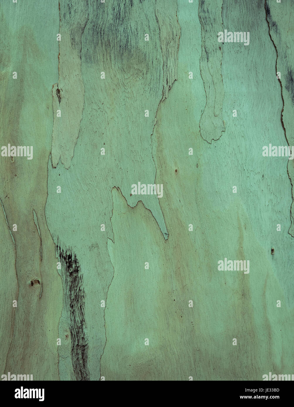 Eucalyptus tree bark texture Stock Photo - Alamy