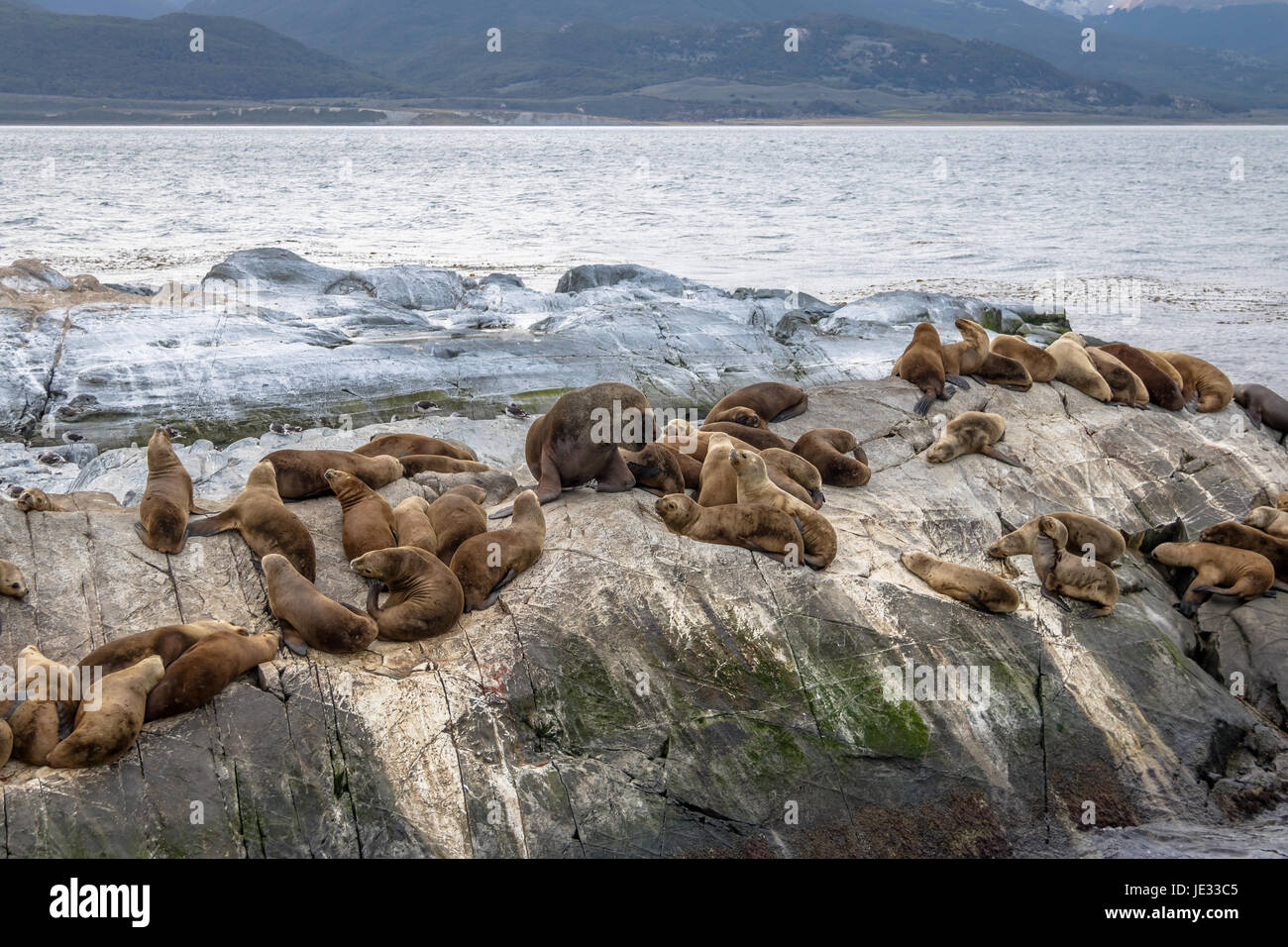 Sea Lions island - Beagle Channel, Ushuaia, Argentina Stock Photo - Alamy