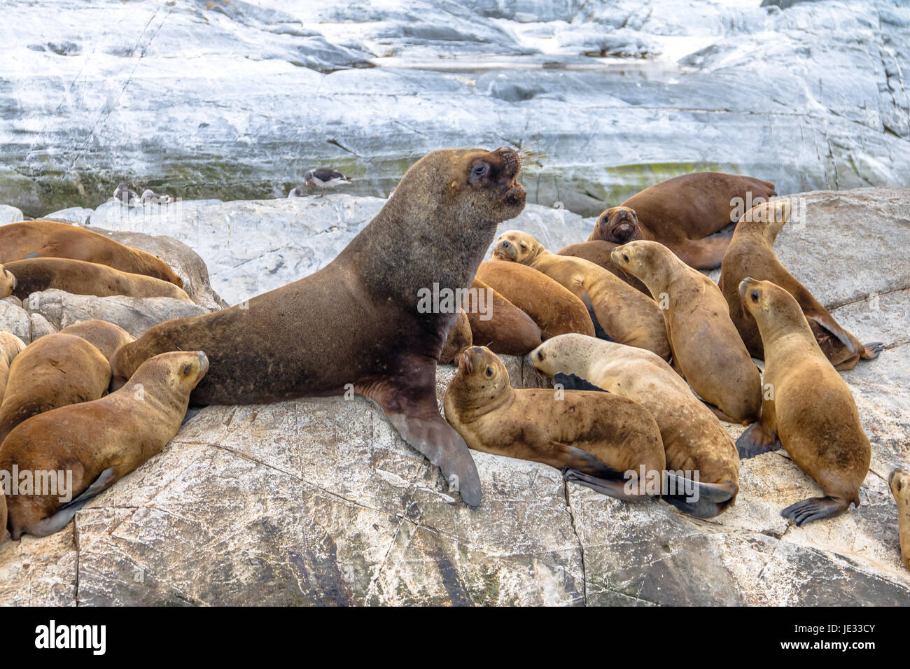 Sea Lions island - Beagle Channel, Ushuaia, Argentina Stock Photo - Alamy