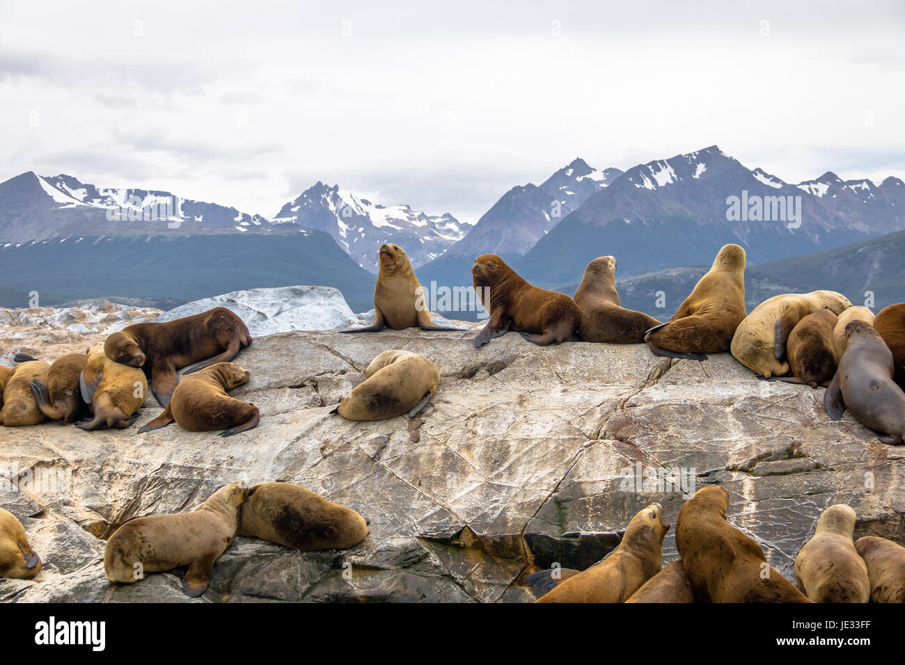 Sea Lions island - Beagle Channel, Ushuaia, Argentina Stock Photo - Alamy