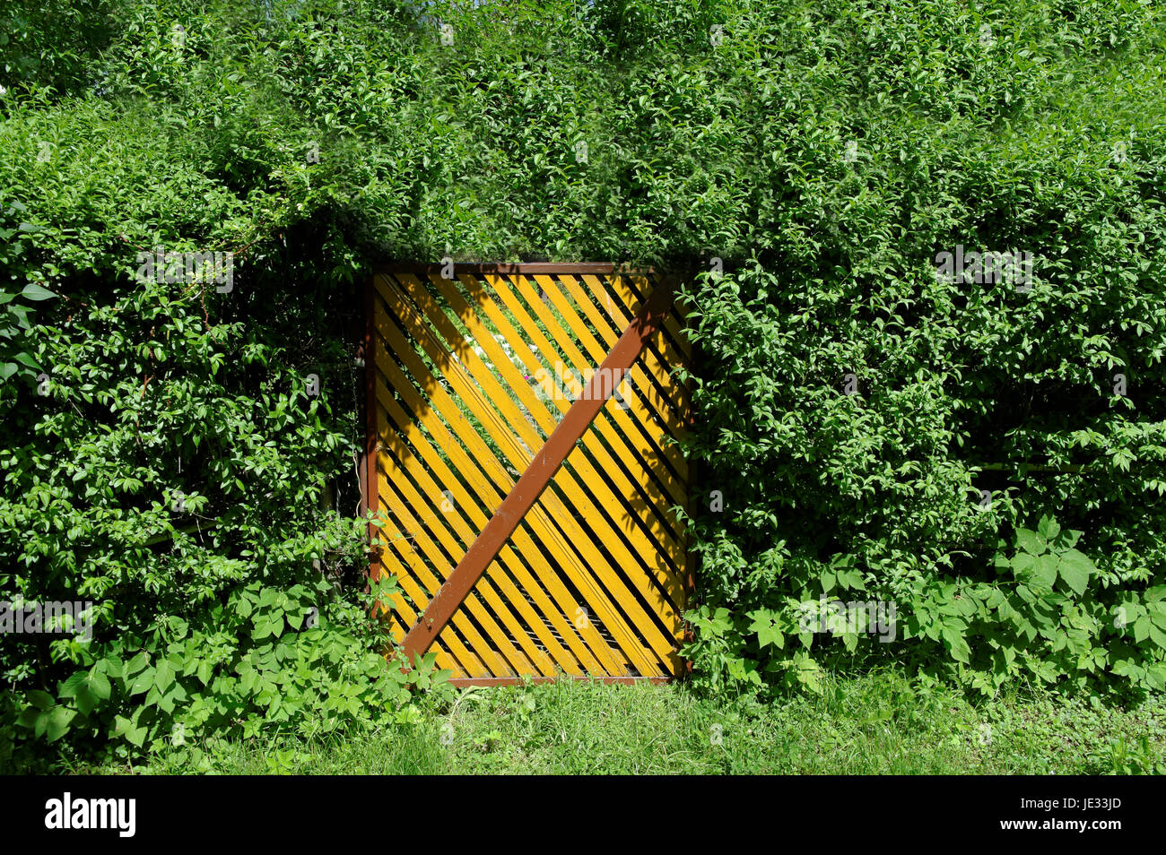 yellow wooden overgrown gate in the bush Stock Photo - Alamy