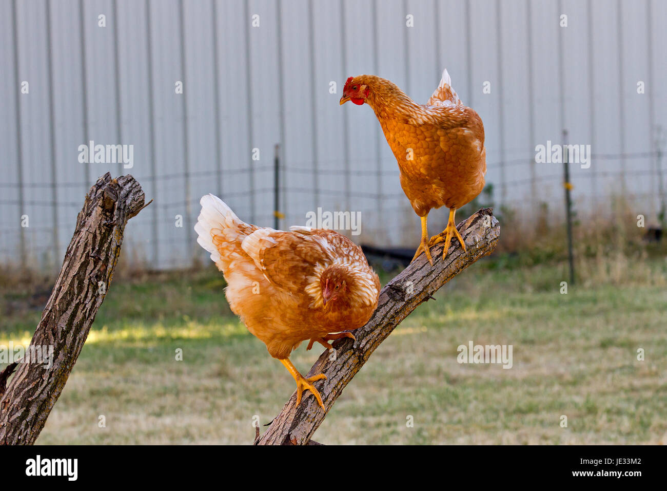 Free range chickens barn hi-res stock photography and images - Alamy