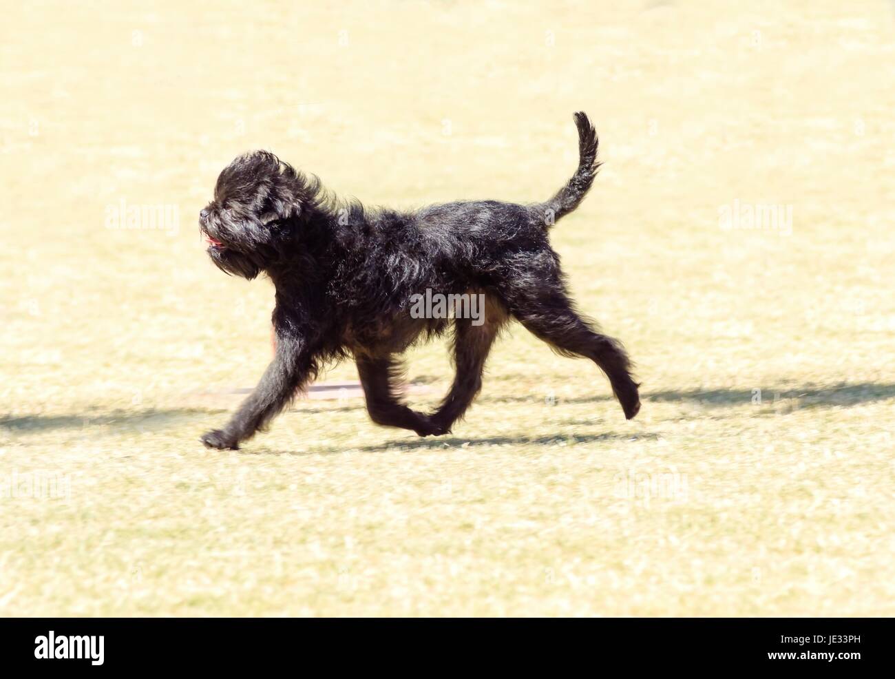 Walking affen hi-res stock photography and images - Alamy